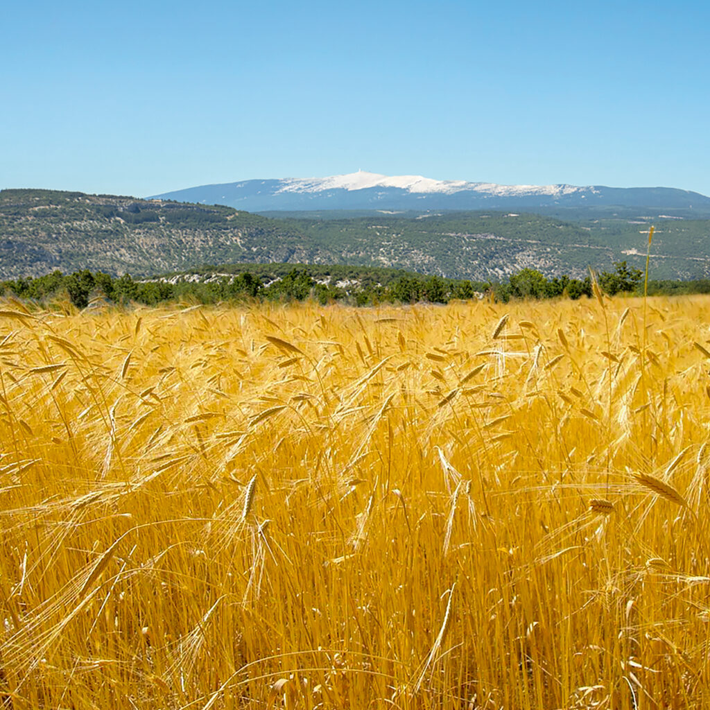Oreillers en balles de petit épeautre de Haute Provence – Site officiel ...